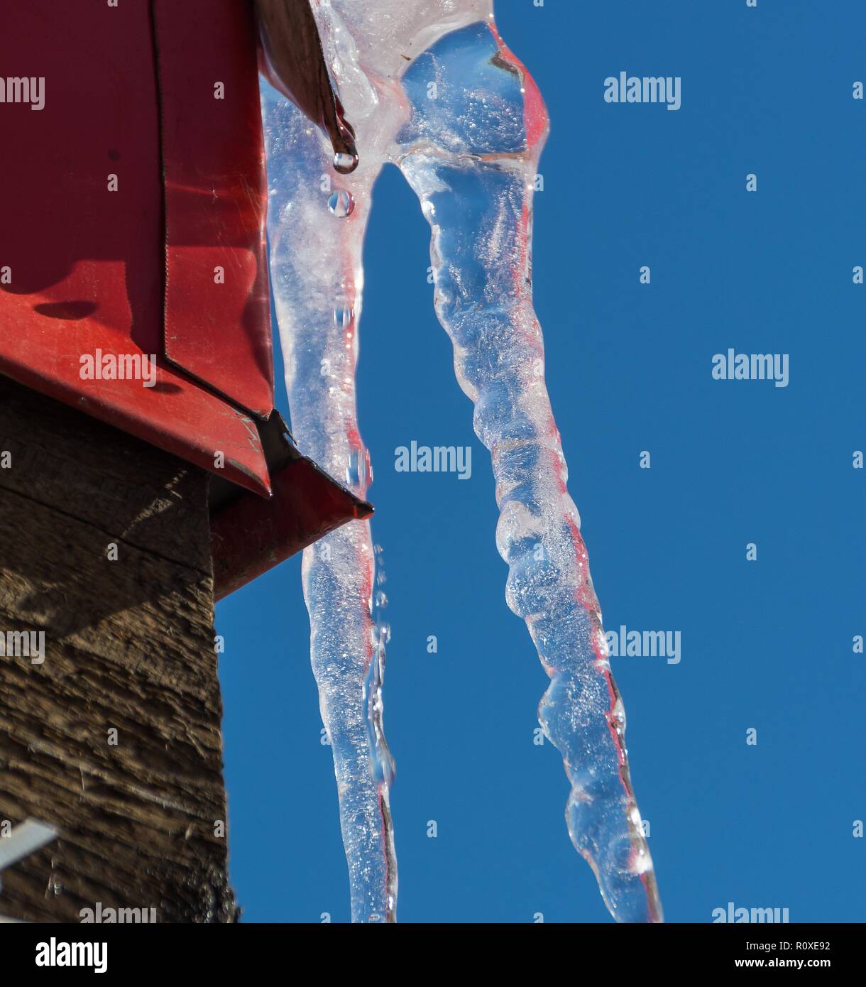 Icicle dripping against blue hi-res stock photography and images - Alamy