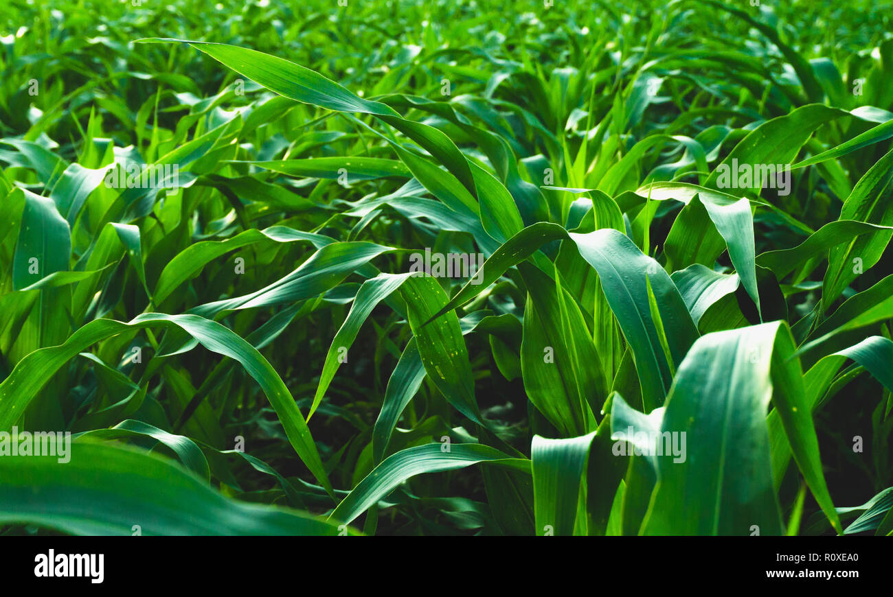 Corn leaves grow in intense dark colors Stock Photo - Alamy