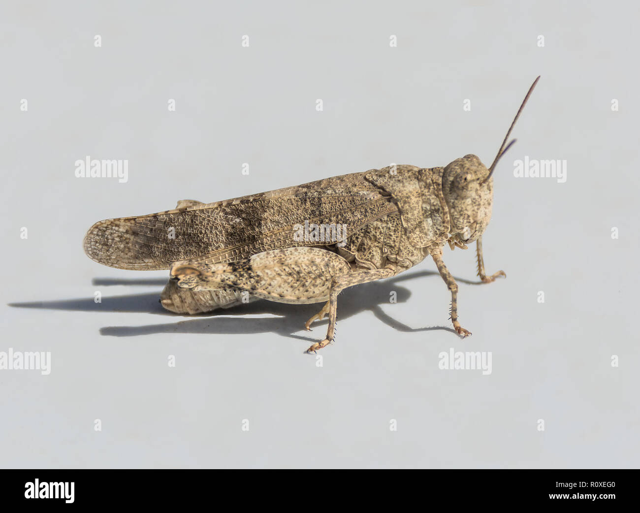 Locust isolated on white background with shadow. Side view. Macro Stock ...