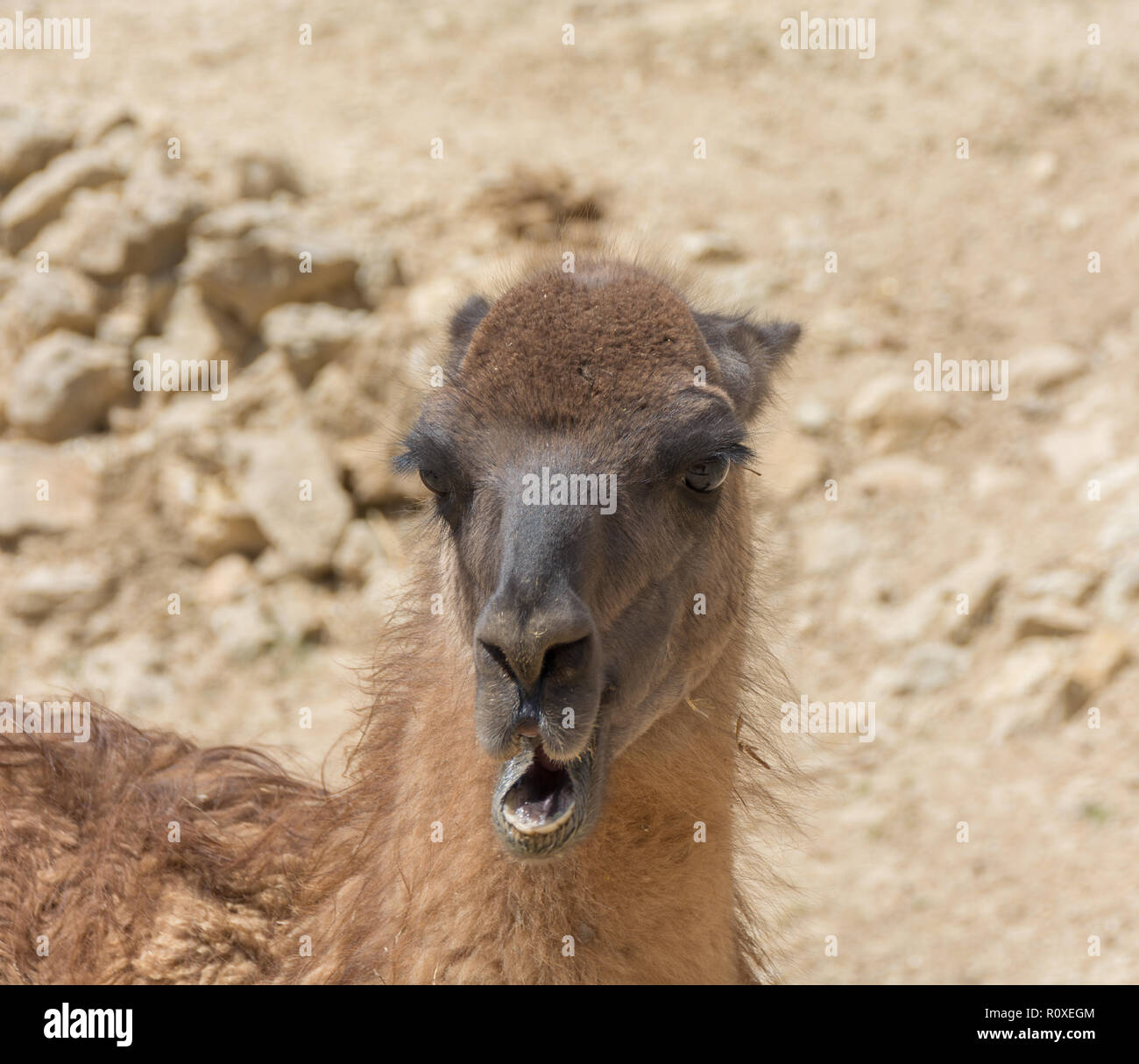 Portrait of guanaco, lama guanicoe with mouth open. Safari Aitana ...