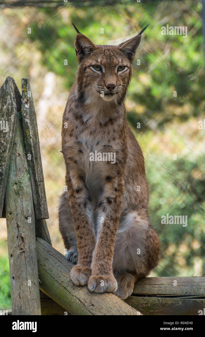 Linx sitting on a log. Safari Aitana, Penaguila, Spain Stock Photo - Alamy