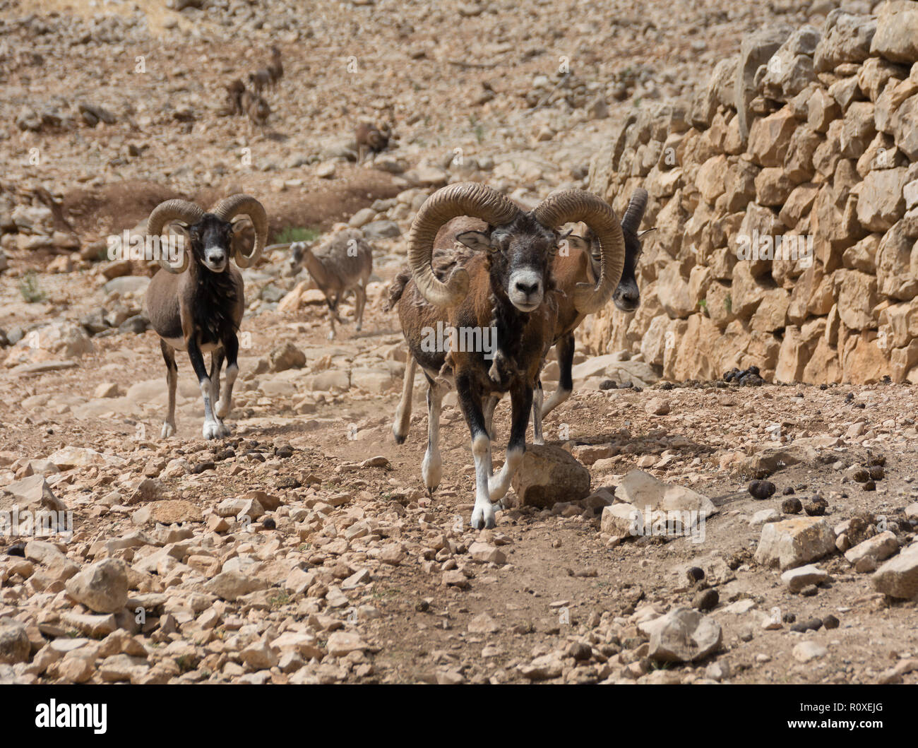 Group of Mouflons, Ovis gmelini or Ovis orientalis, walks through a ...