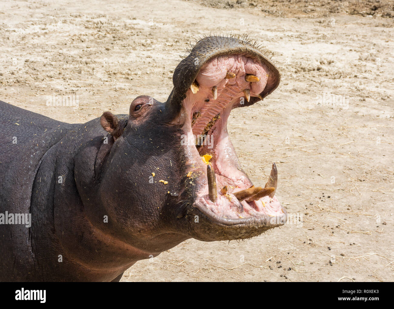 Hippo opening jaws. Head closeup in wildlife. Safari Aitana, Penaguila ...