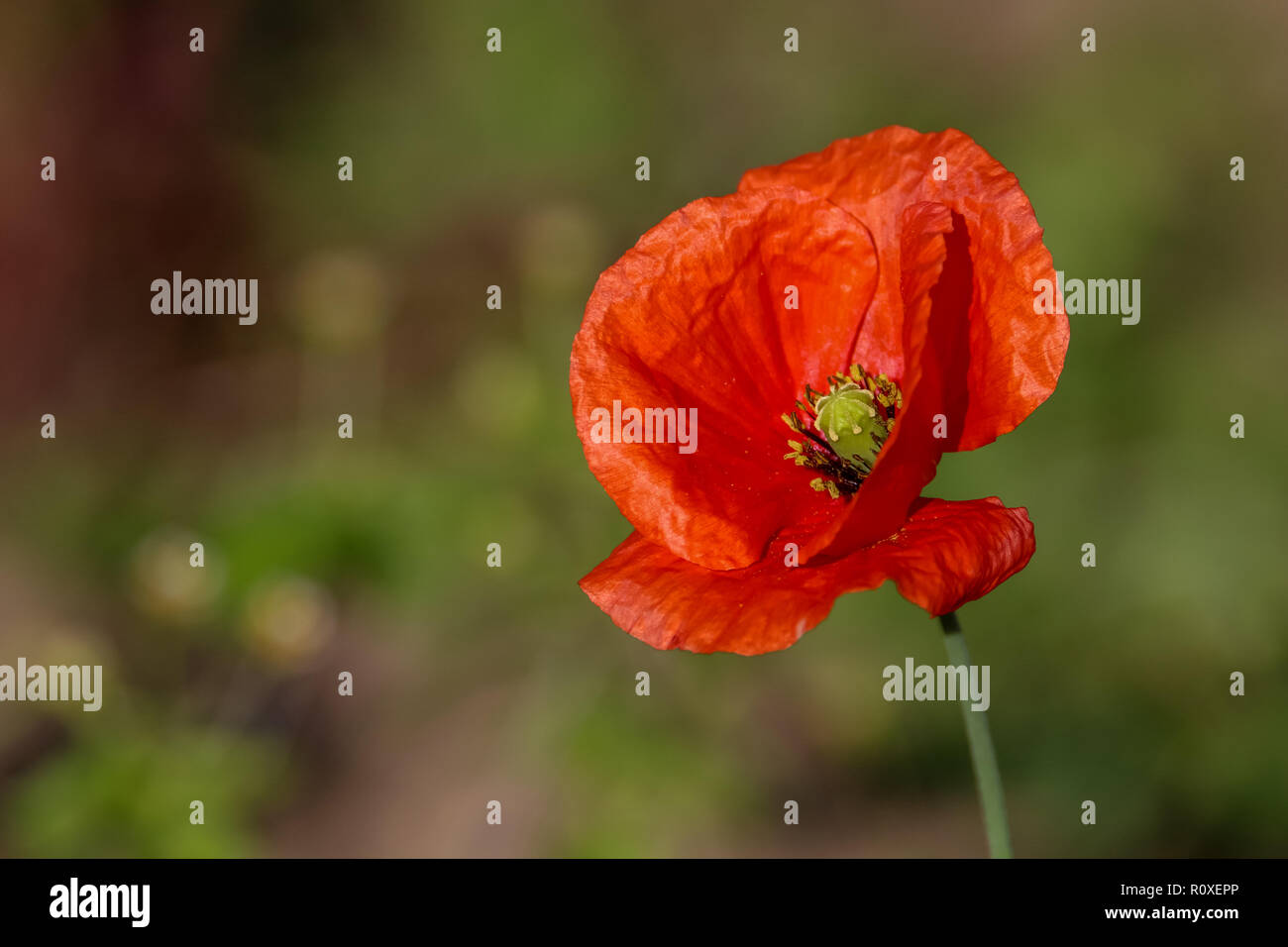 Top view of one red poppy flower on background of green meadow Stock ...