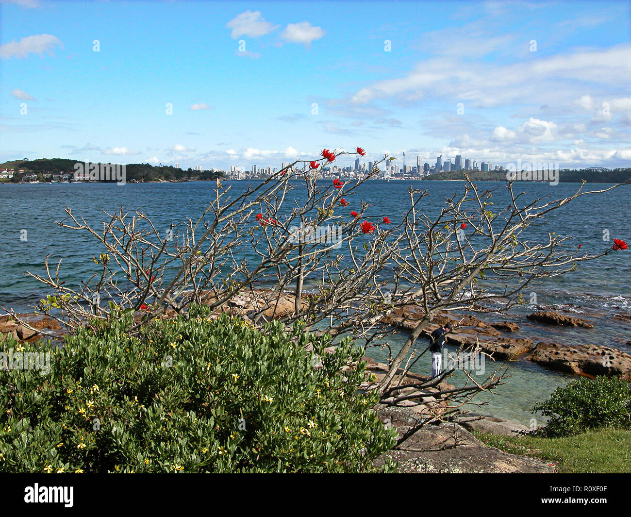 Flame coral tree hi-res stock photography and images - Alamy