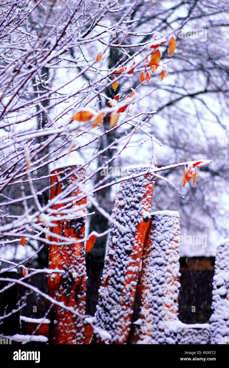 Tree brunches covered with snow on a winter evening Stock Photo - Alamy