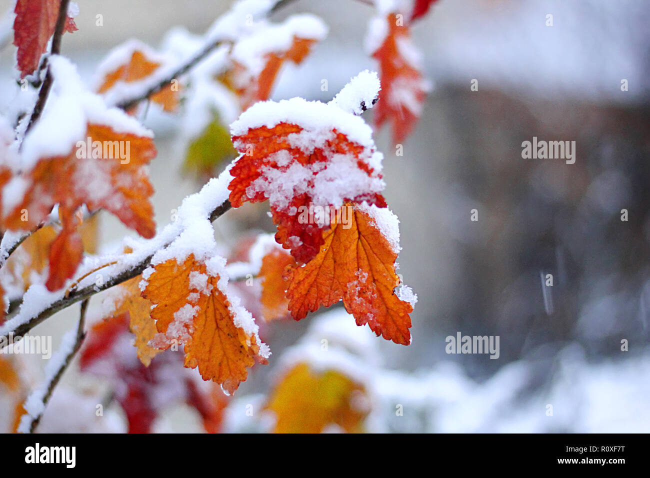 Tree brunches covered with snow on a winter evening Stock Photo - Alamy