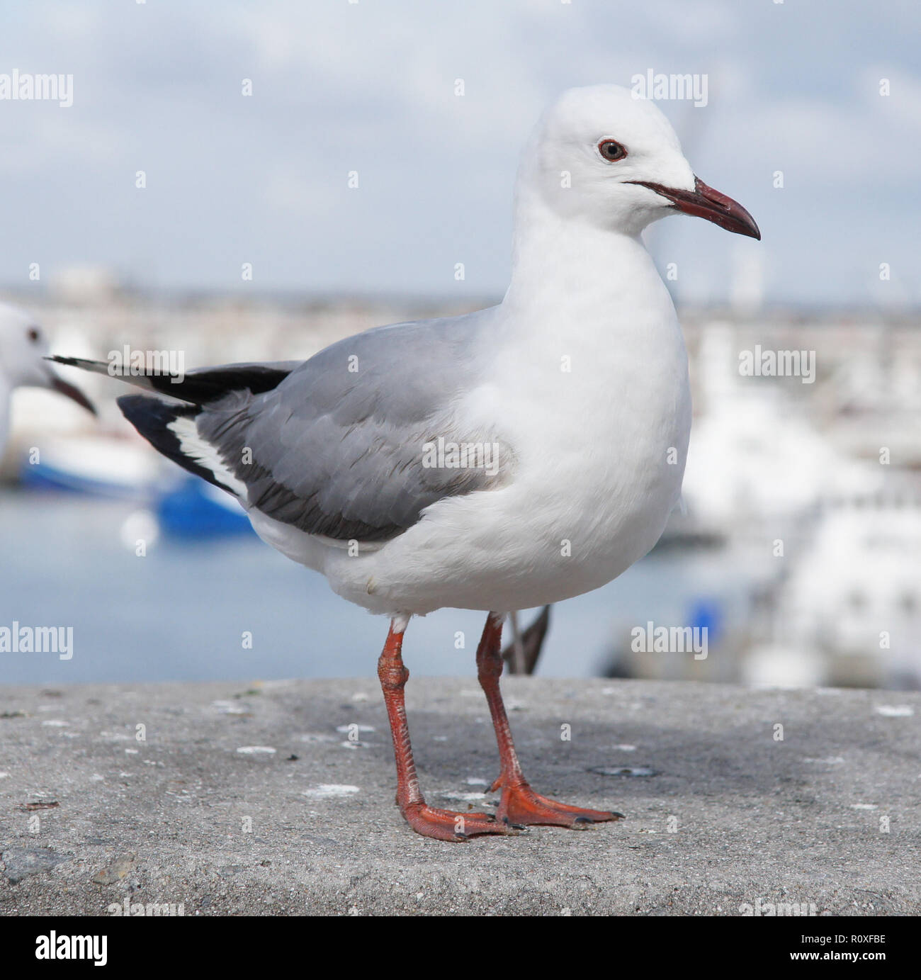African gulls hi-res stock photography and images - Alamy