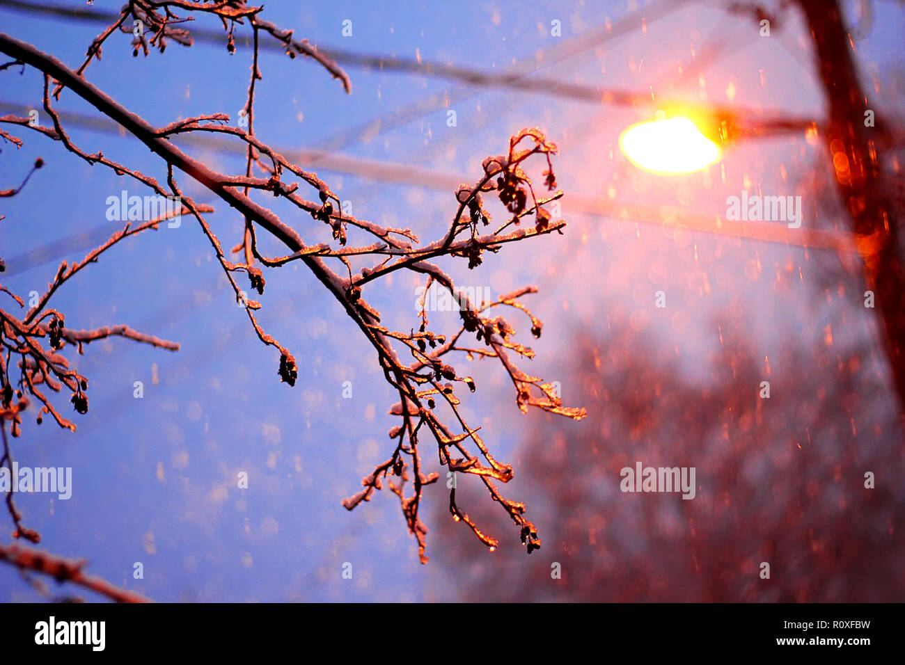 Falling snow tree night hi-res stock photography and images - Alamy
