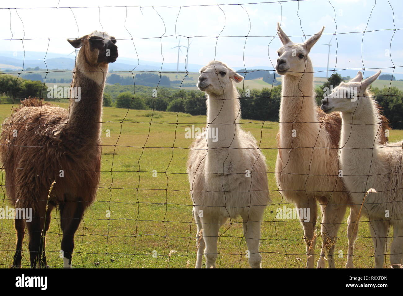Llamas through fence hi-res stock photography and images - Alamy