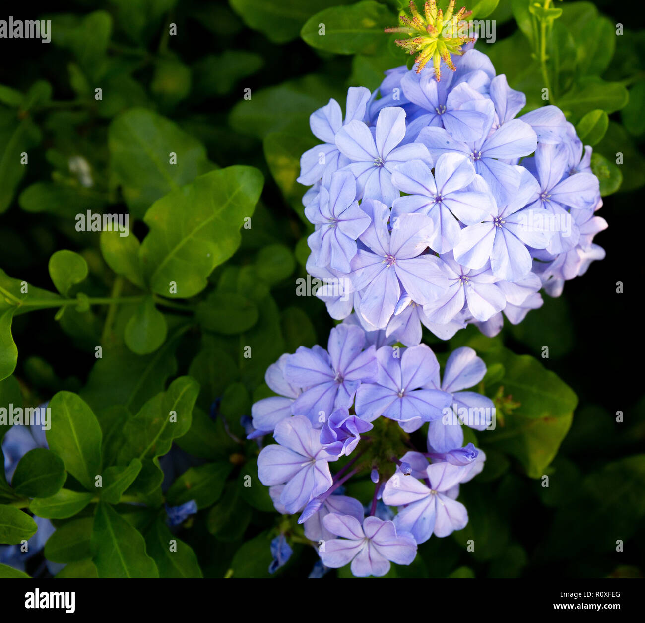 Purple hawaii flowers hi-res stock photography and images - Alamy