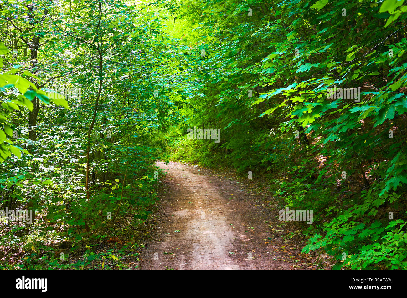 Green forest forest hi-res stock photography and images - Alamy