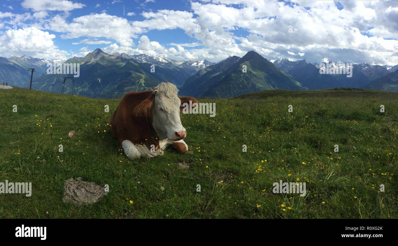 Relaxing cows hi-res stock photography and images - Alamy