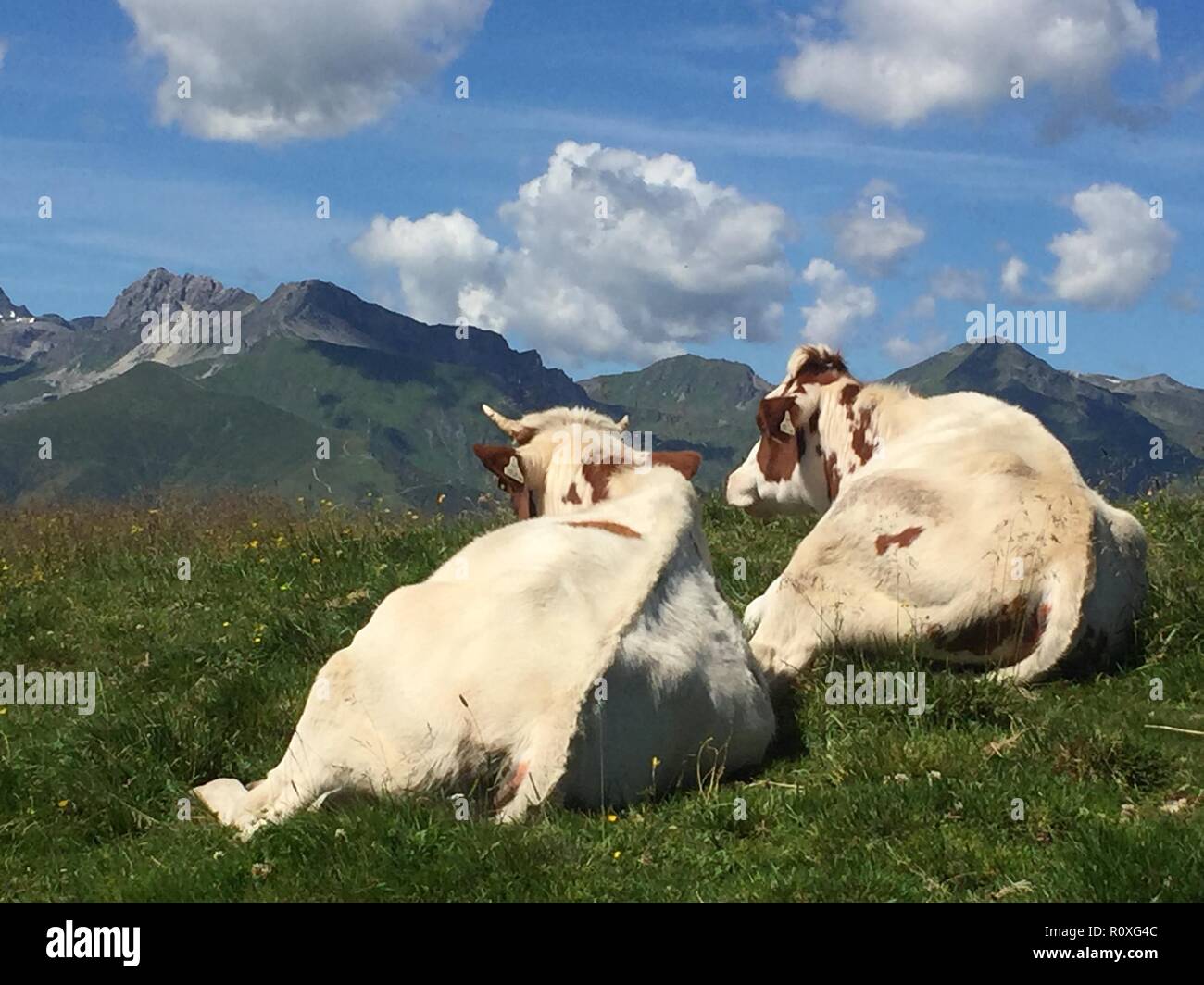 Alp cows hi-res stock photography and images - Alamy