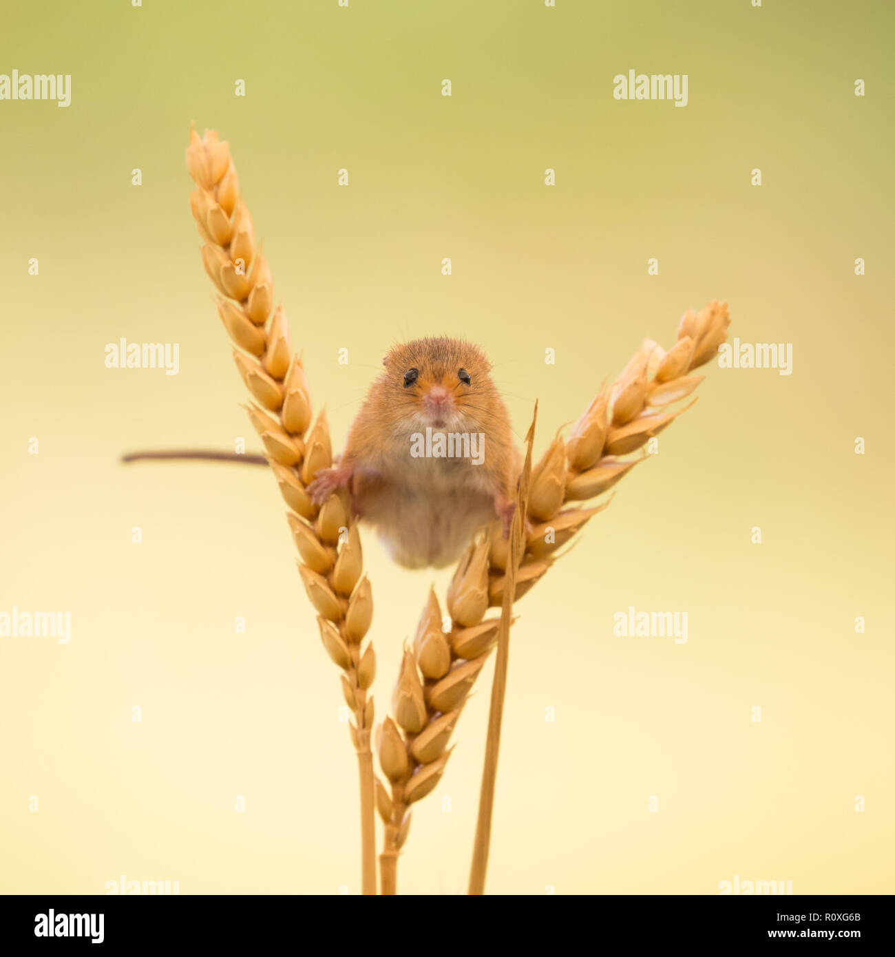 Harvest mouse balancing on some wheat stalks Stock Photo - Alamy