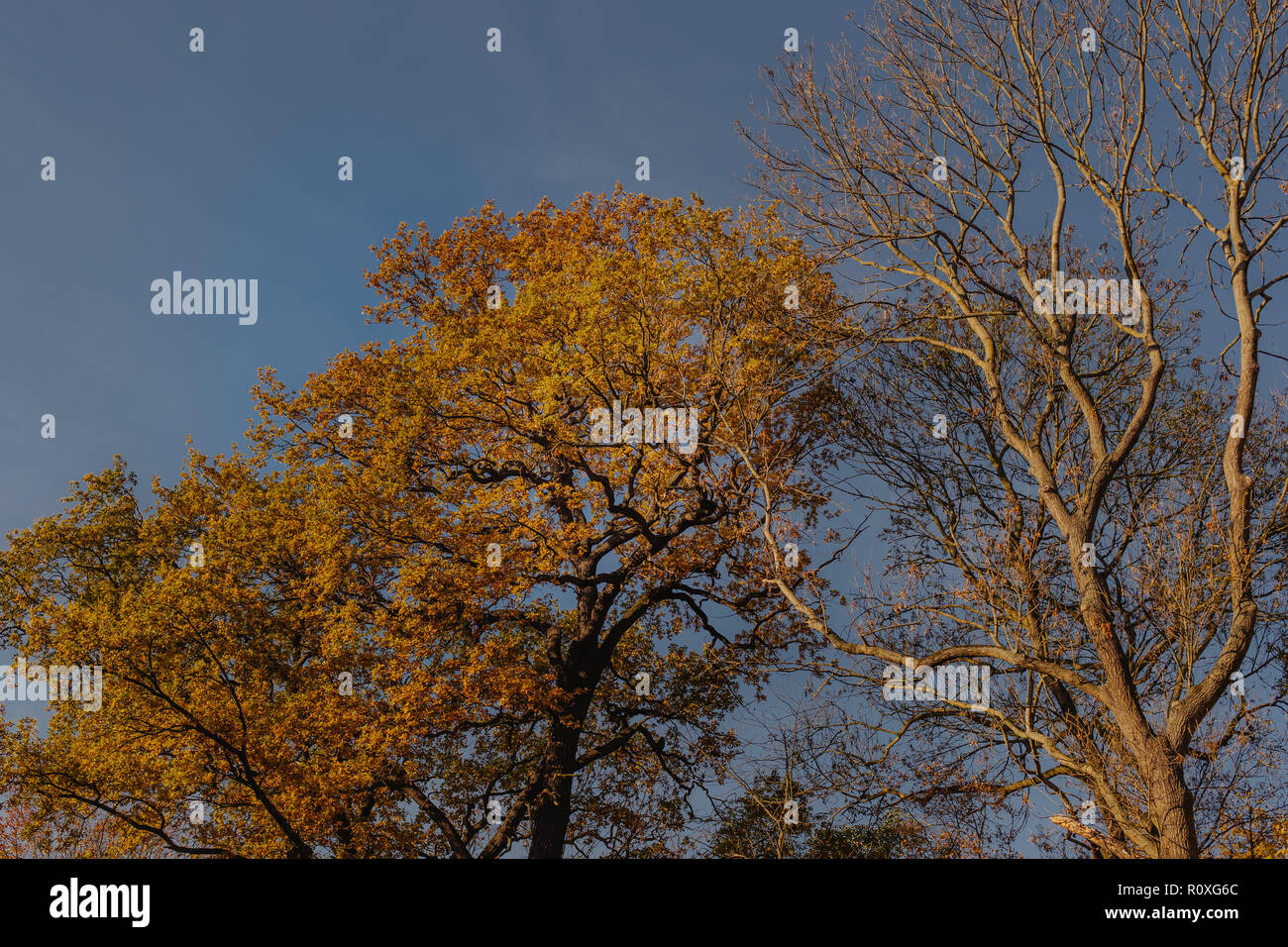 photo of a tree without leaves next to another tree with bright yellow ...