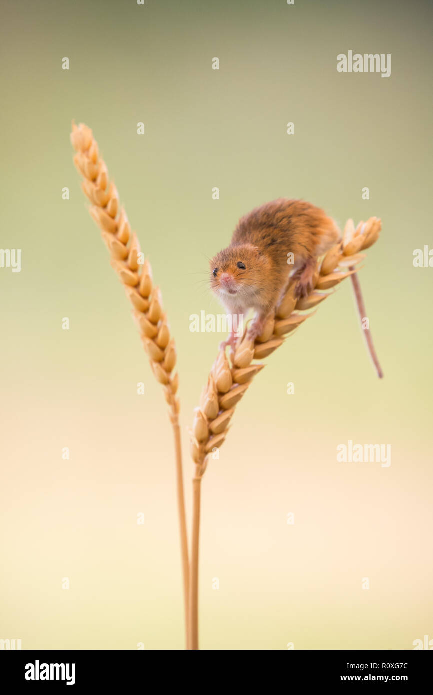 Harvest mouse balancing on some wheat stalks Stock Photo - Alamy
