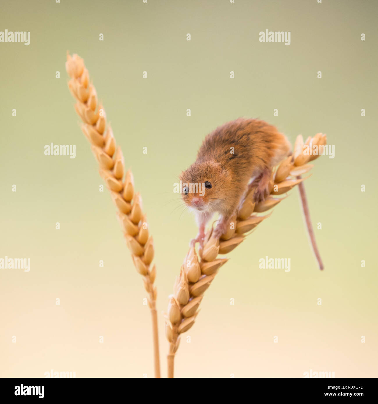Harvest mouse balancing on some wheat stalks Stock Photo - Alamy