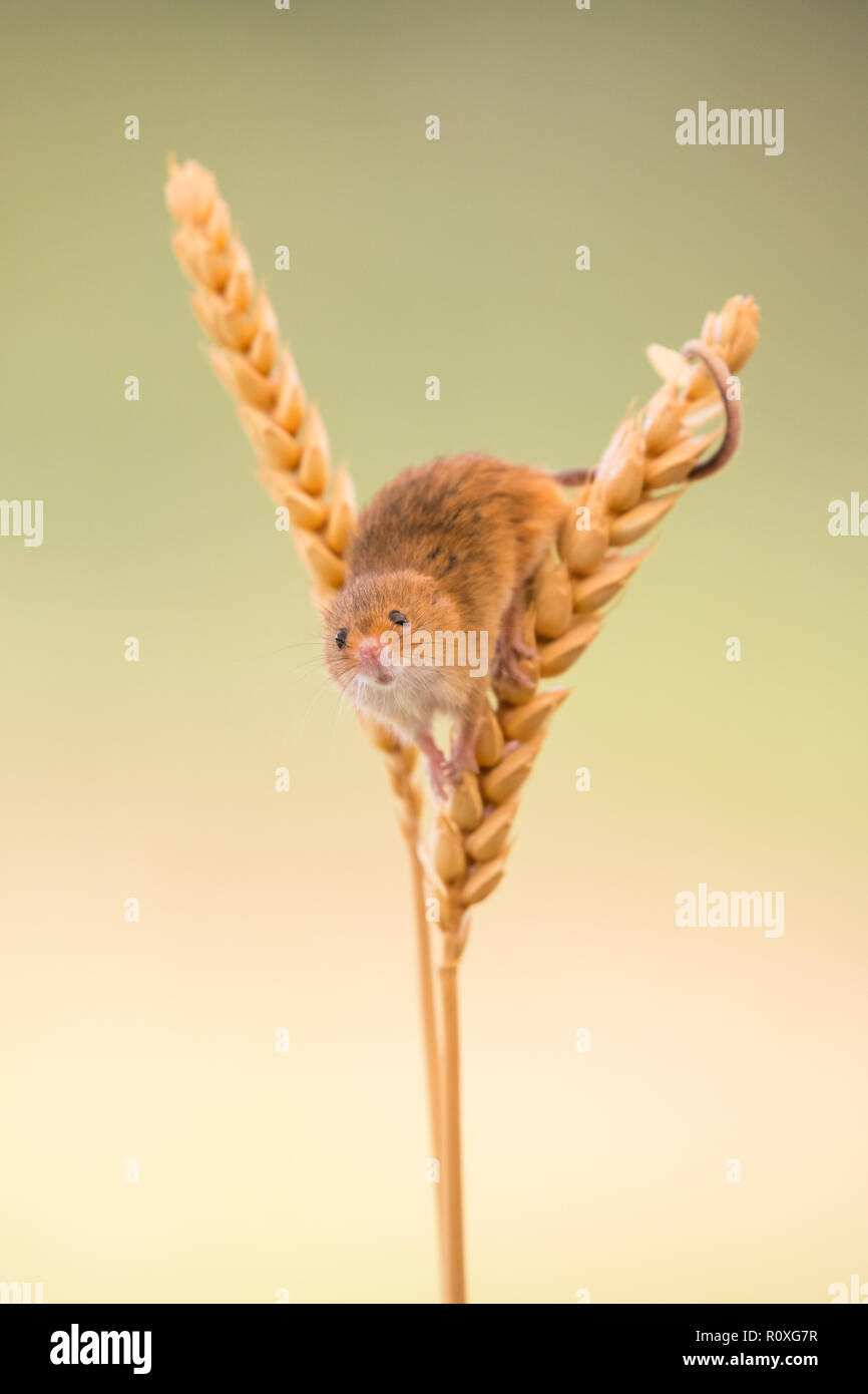 Harvest mouse balancing on some wheat stalks Stock Photo - Alamy