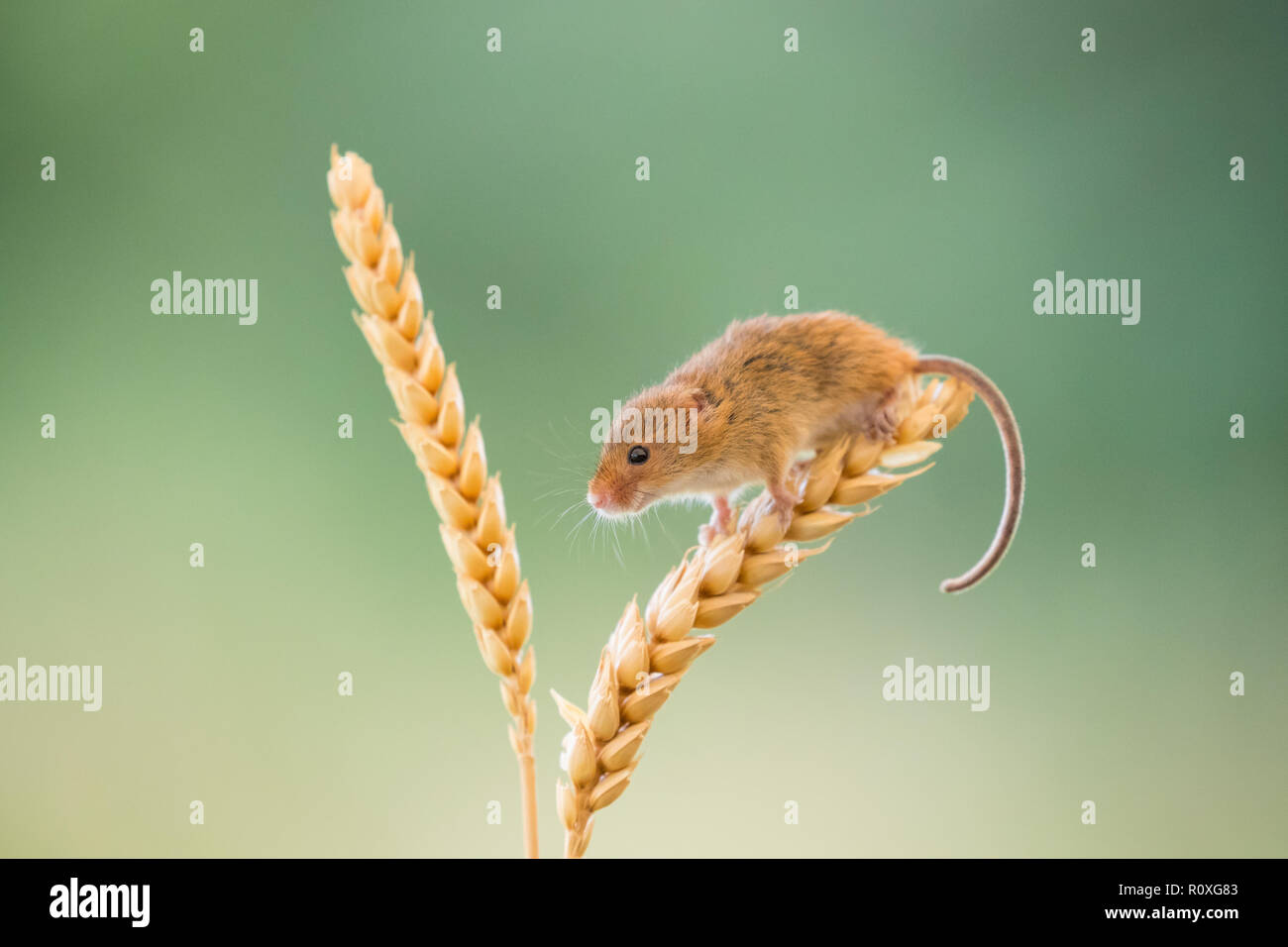 Harvest mouse balancing on some wheat stalks Stock Photo - Alamy