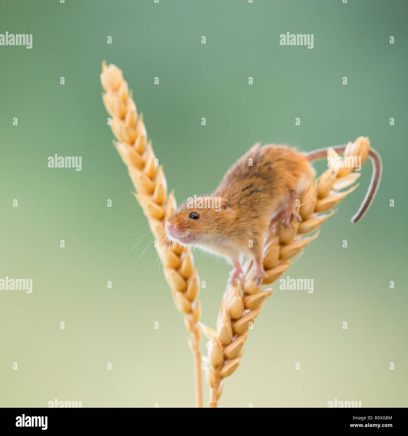 Harvest mouse balancing on some wheat stalks Stock Photo - Alamy