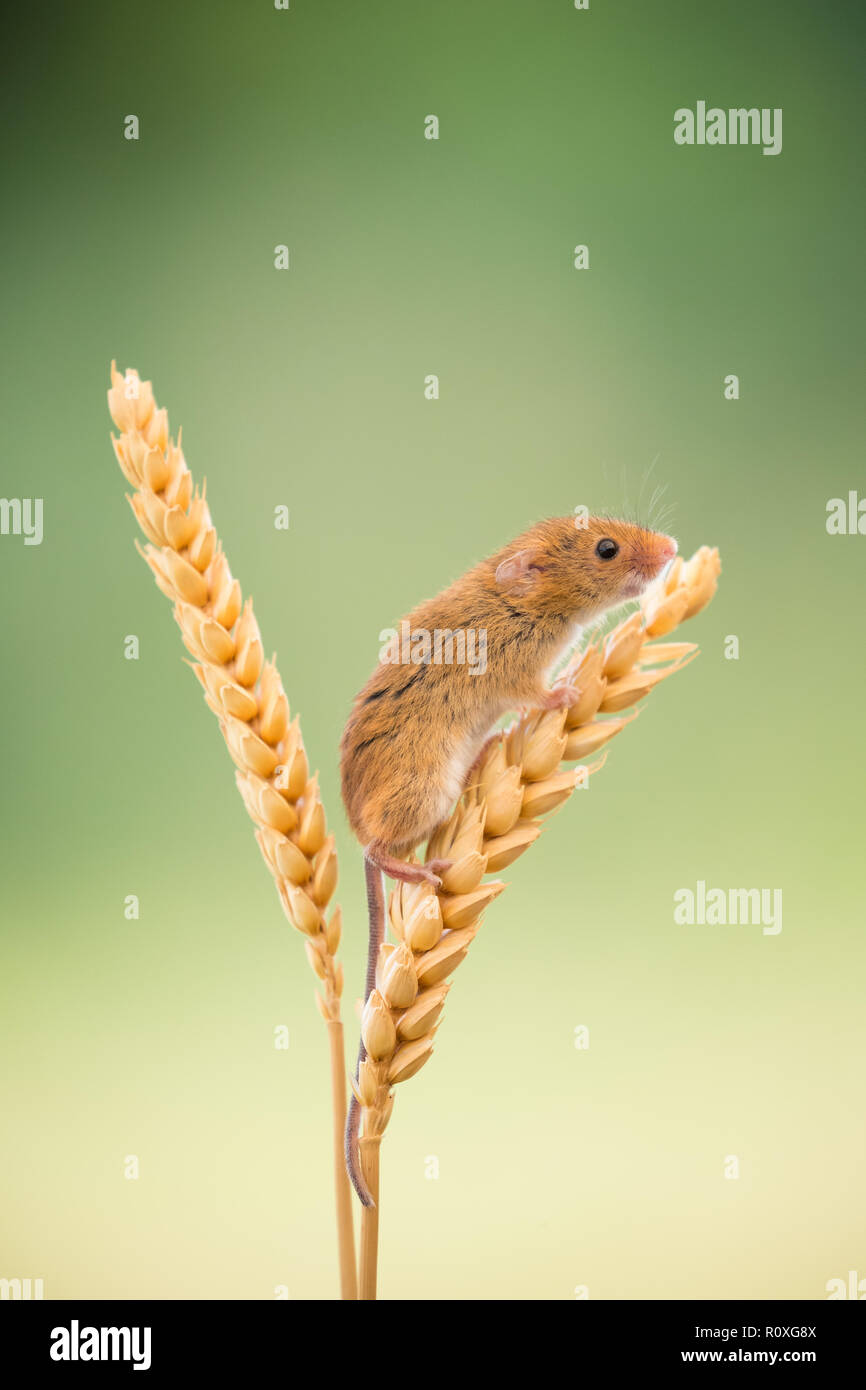 Harvest mouse balancing on some wheat stalks Stock Photo - Alamy