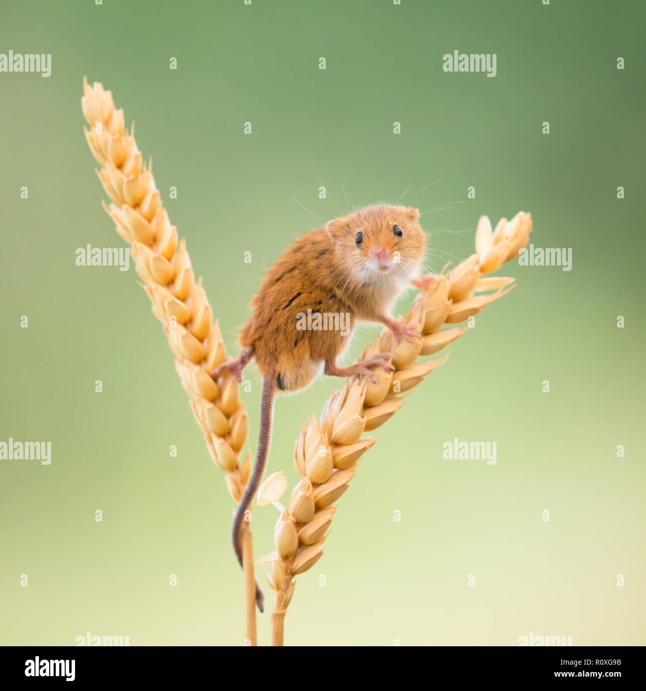 Harvest mouse balancing on some wheat stalks Stock Photo - Alamy
