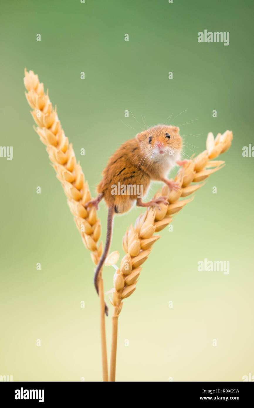 Harvest mouse balancing on some wheat stalks Stock Photo - Alamy