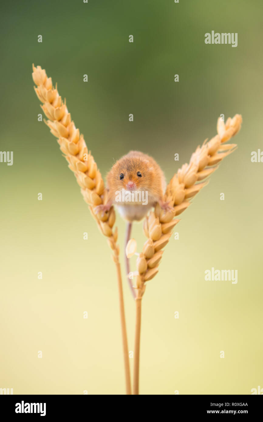 Harvest mouse balancing on some wheat stalks Stock Photo - Alamy