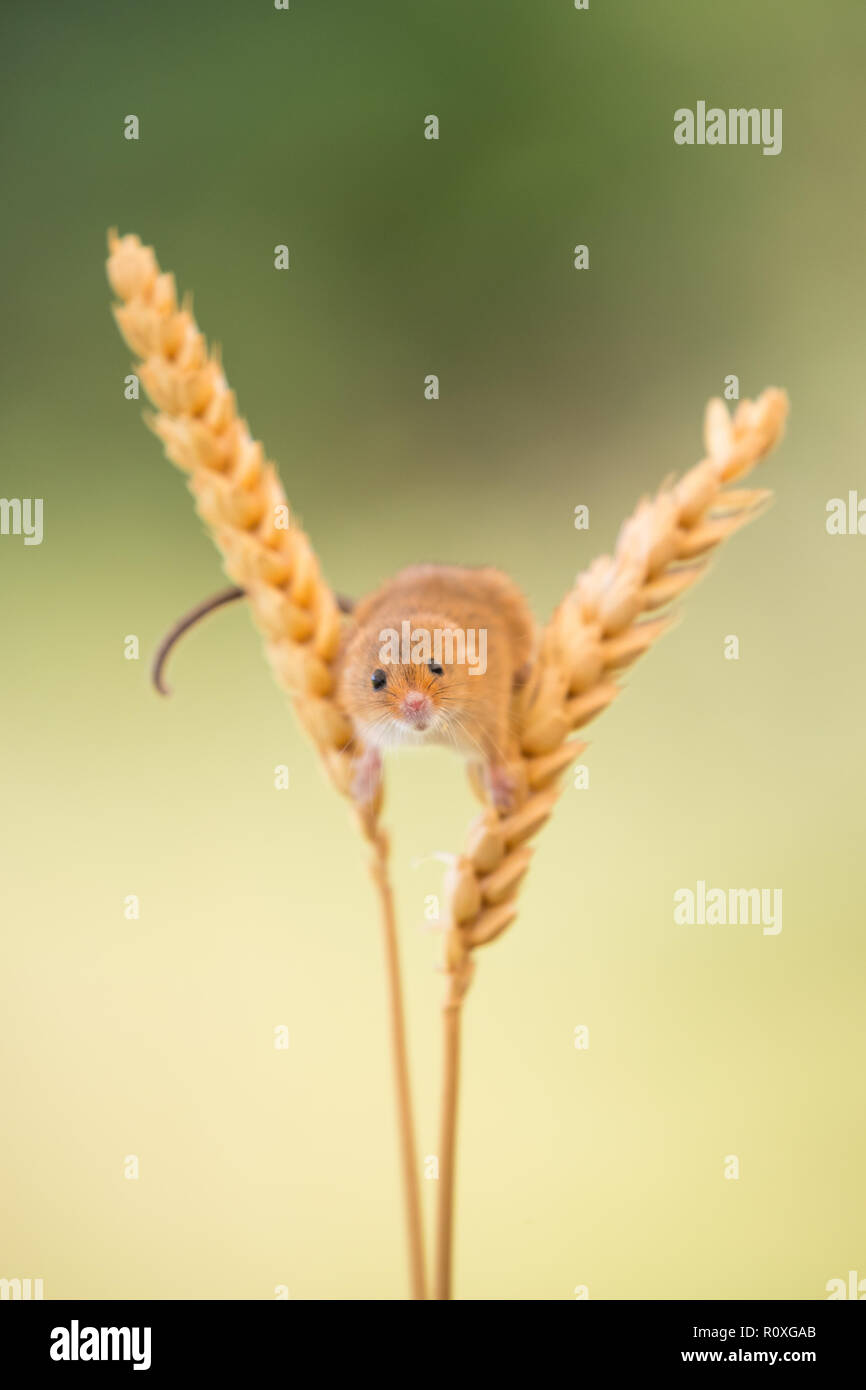 Harvest mouse balancing on some wheat stalks Stock Photo - Alamy