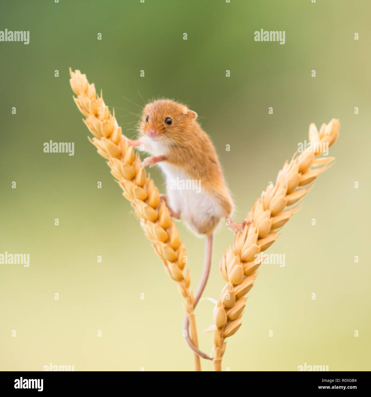 Harvest mouse balancing on some wheat stalks Stock Photo - Alamy