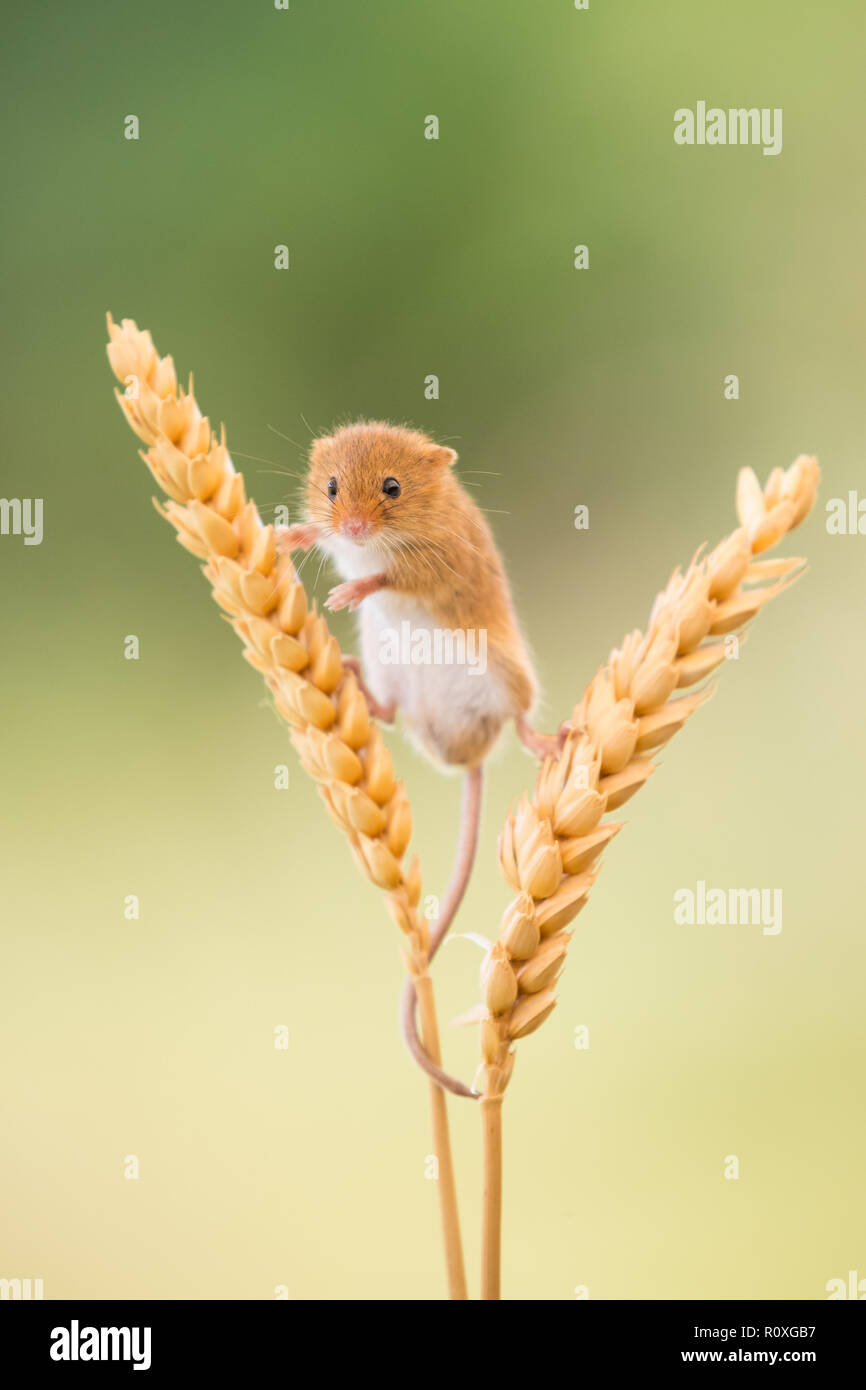 Harvest mouse balancing on some wheat stalks Stock Photo - Alamy