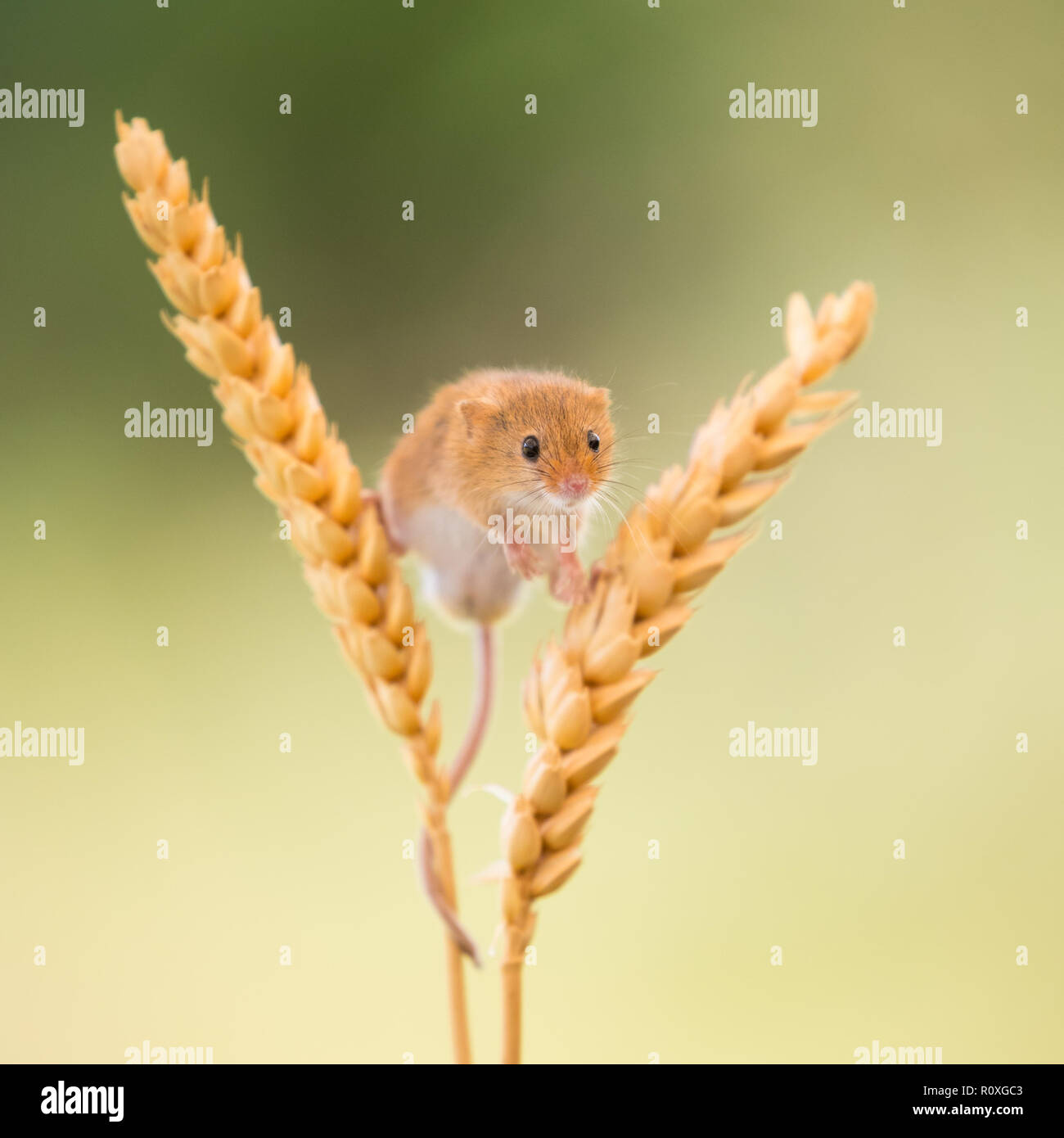 Harvest mouse balancing on some wheat stalks Stock Photo - Alamy