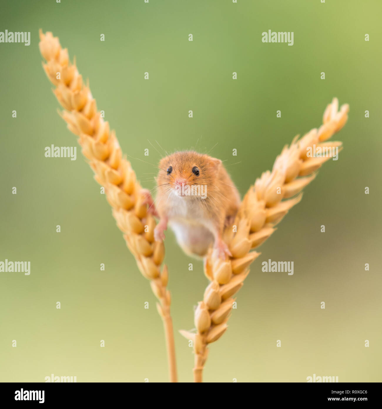 Harvest mouse balancing on some wheat stalks Stock Photo - Alamy