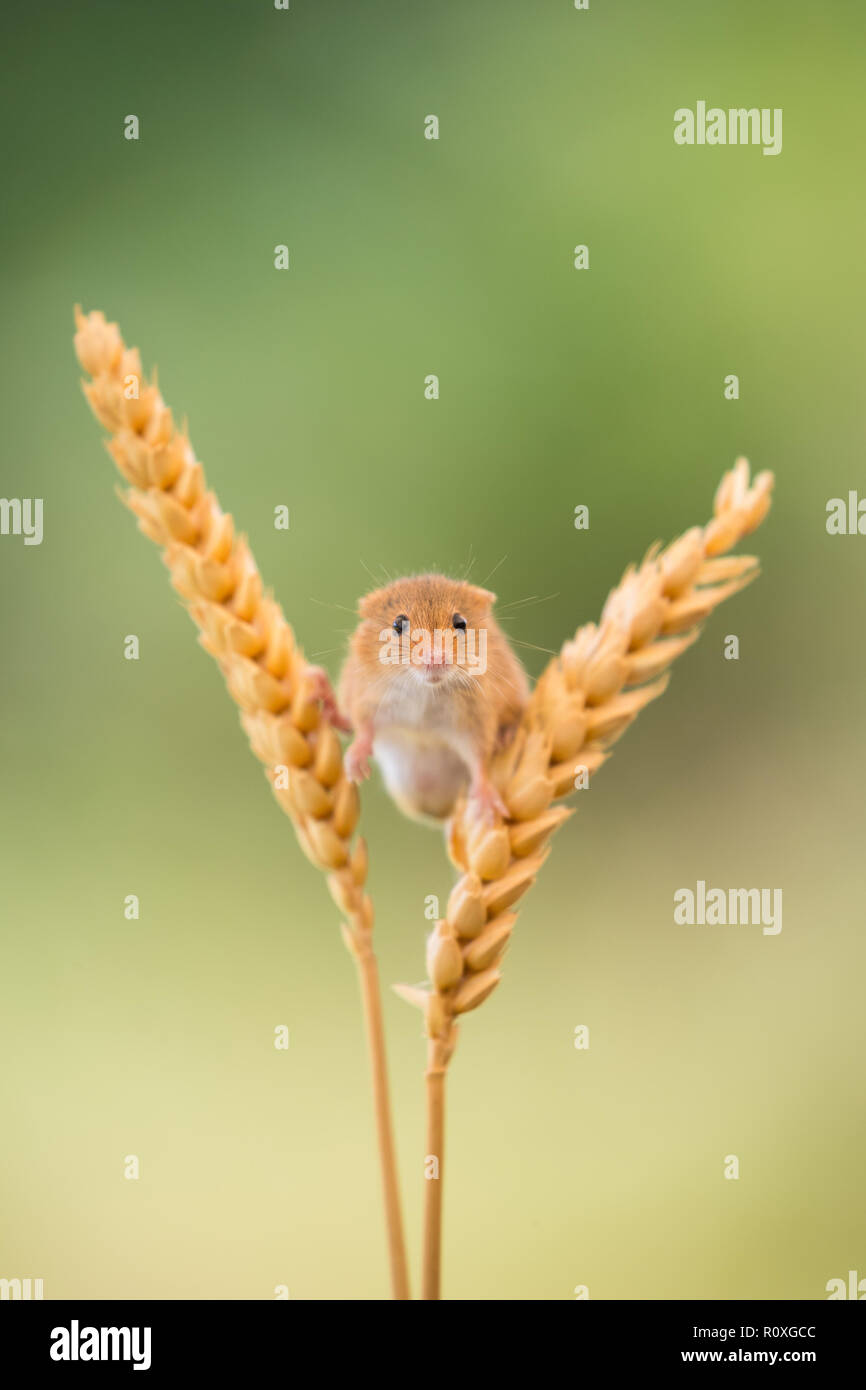 Harvest mouse balancing on some wheat stalks Stock Photo - Alamy