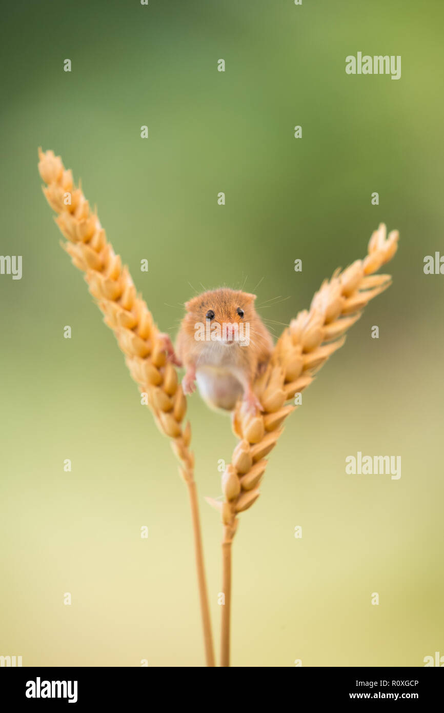 Harvest mouse balancing on some wheat stalks Stock Photo - Alamy
