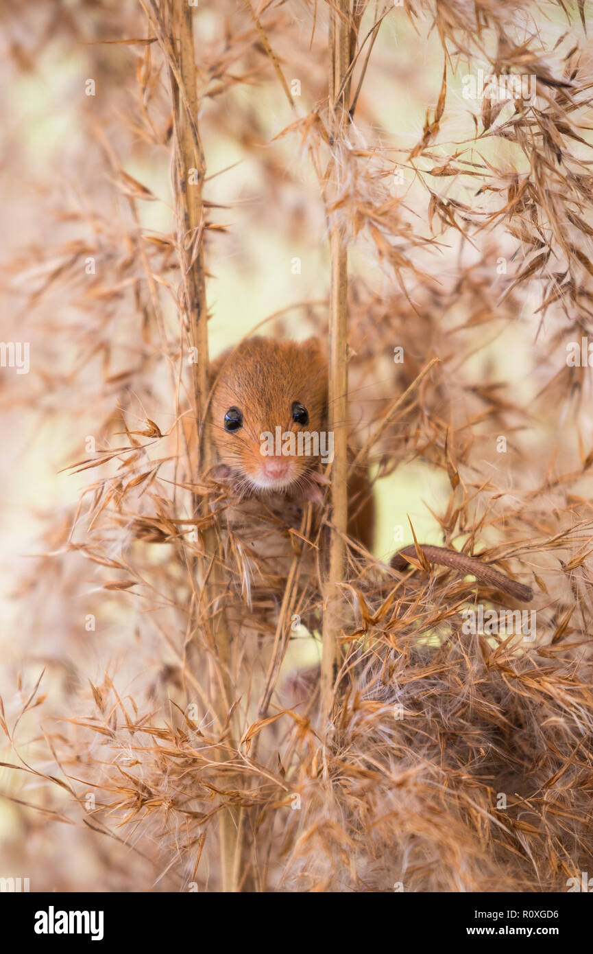 Peeping mouse hi-res stock photography and images - Alamy