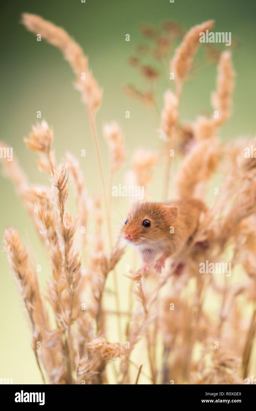 Nimble animal hi-res stock photography and images - Alamy