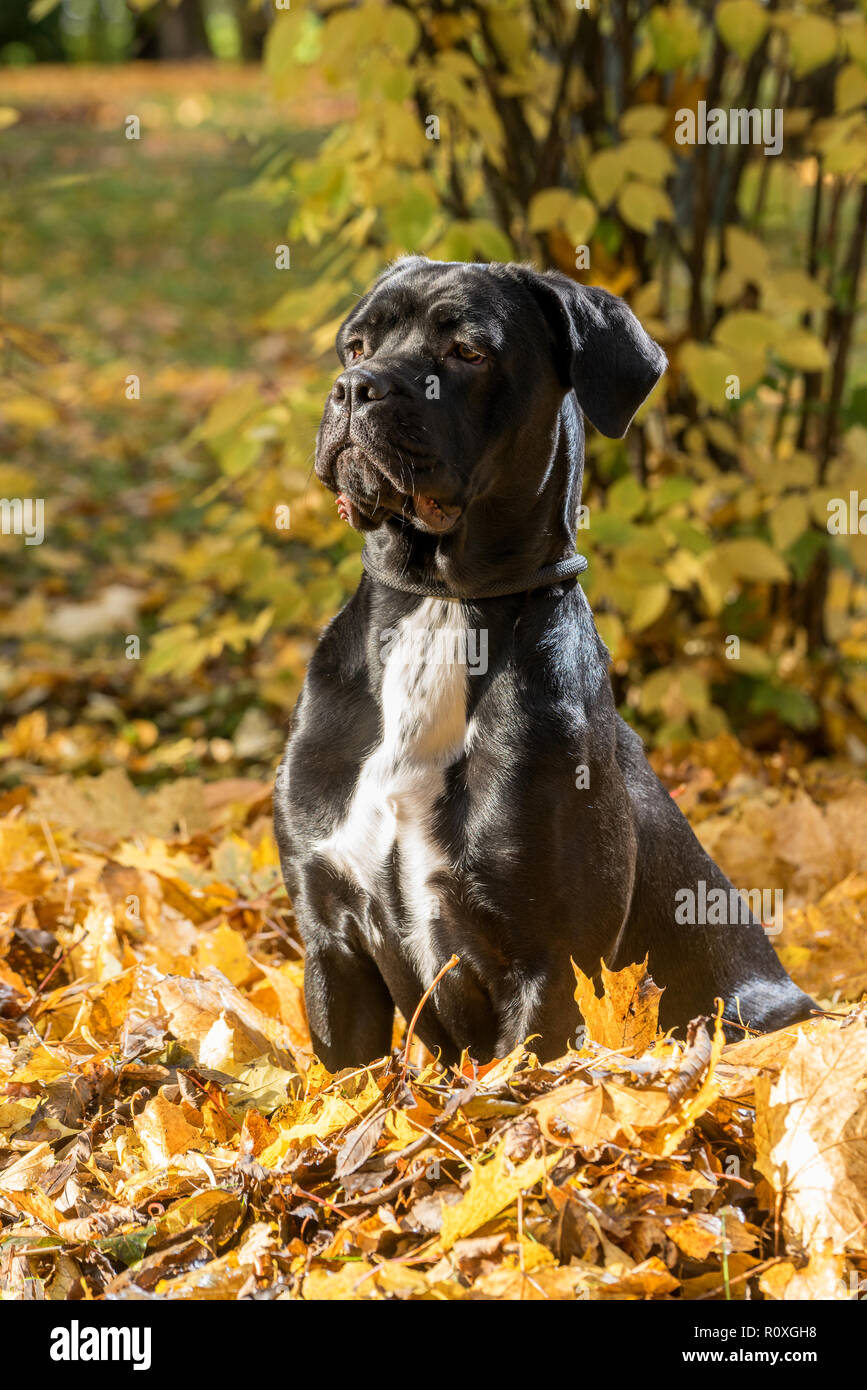 Portrait of a Cane Corso dog breed on a nature background. Dog playing ...