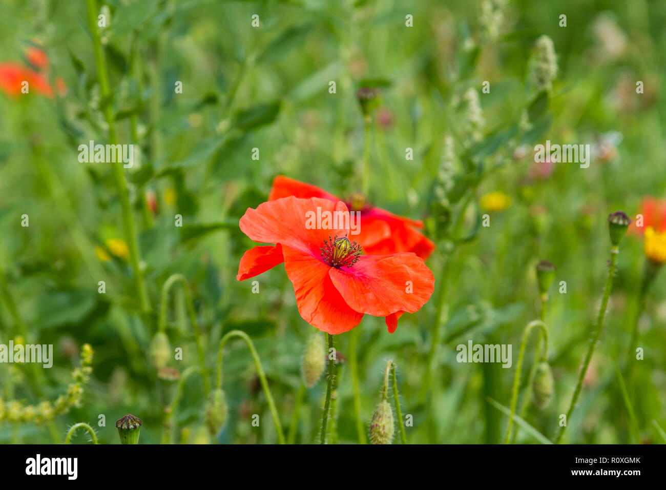 Wild Poppy Stock Photo - Alamy