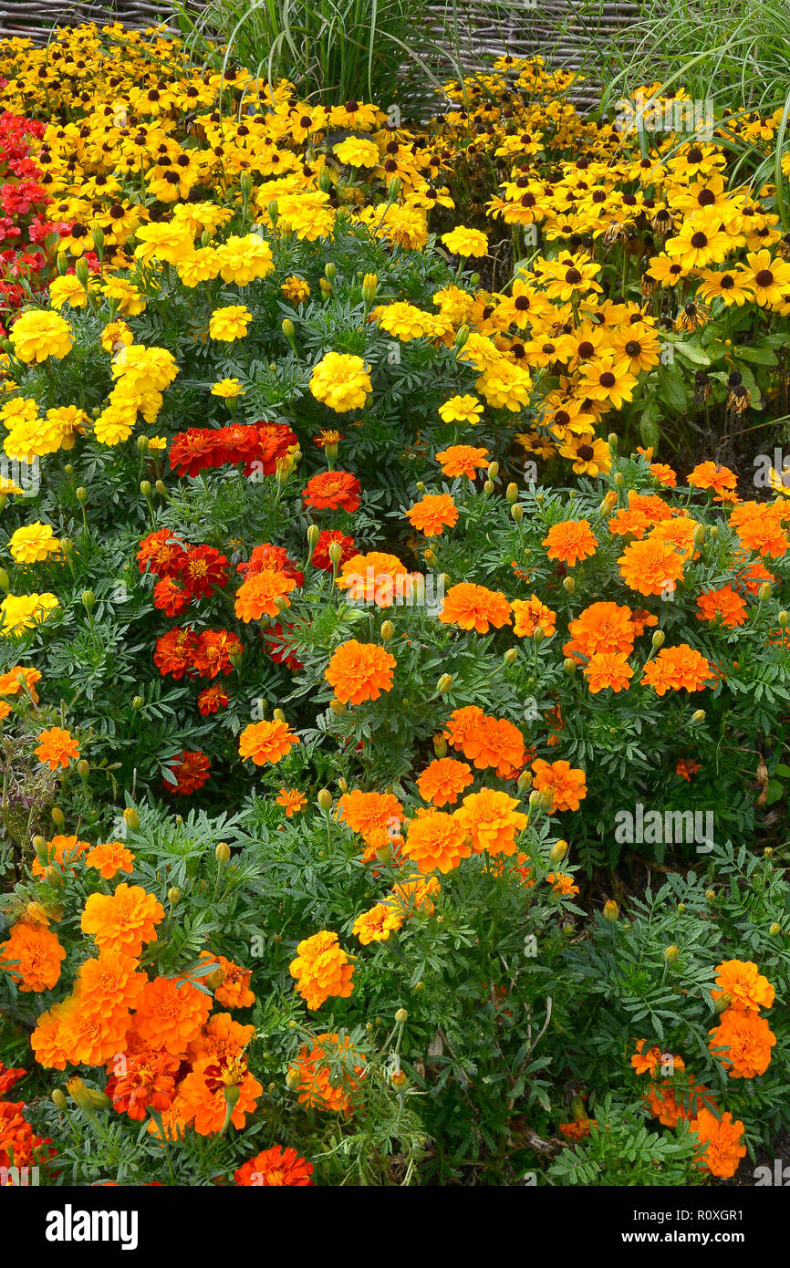 Marigold Durango Yellow Durango Outback Mix Marigold Seed SeedsDay