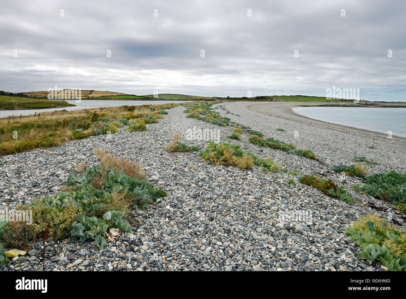 On beach strandline hi-res stock photography and images - Alamy