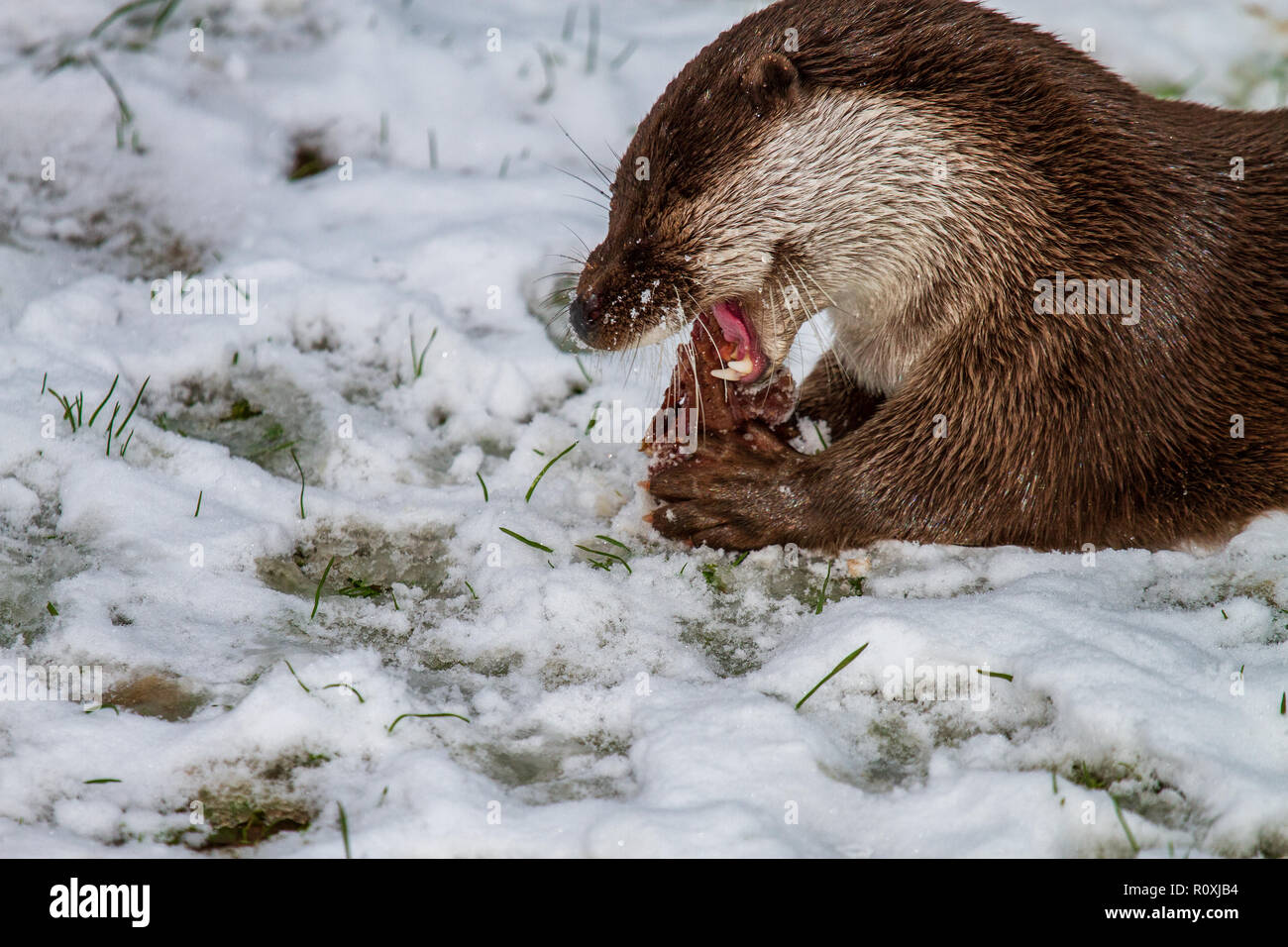 otter with stick meat while eating in the snow Stock Photo - Alamy