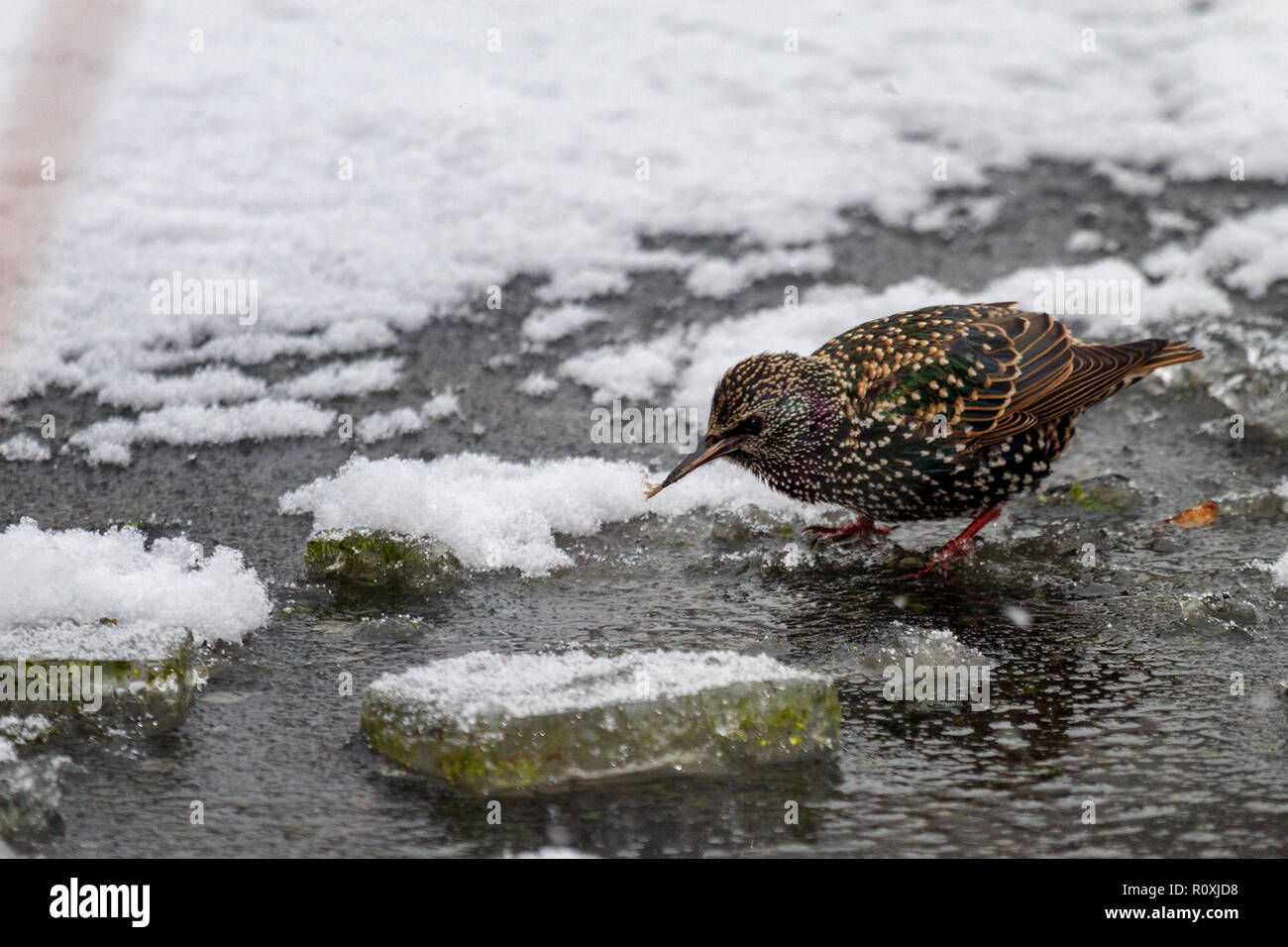 Starling in snow hi-res stock photography and images - Alamy