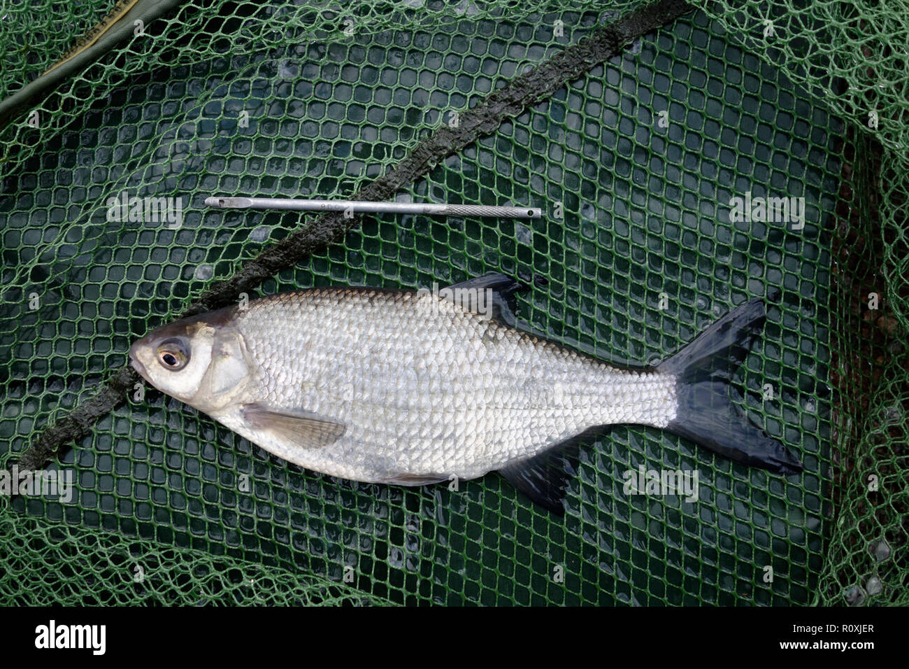Freshwater bream hi-res stock photography and images - Alamy