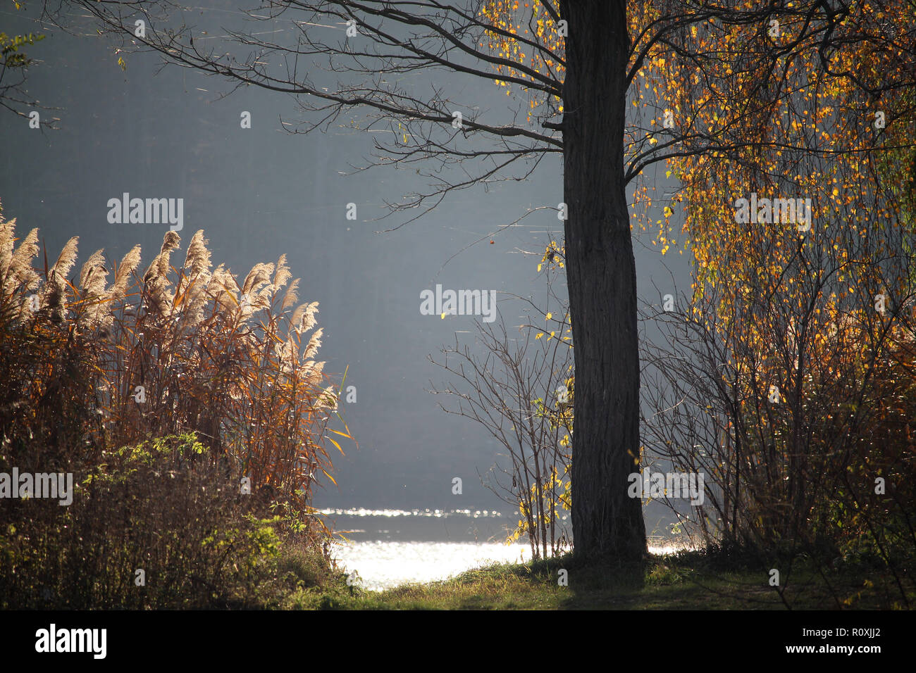 Lake shoreline with forest in the background in beautiful autumn ...