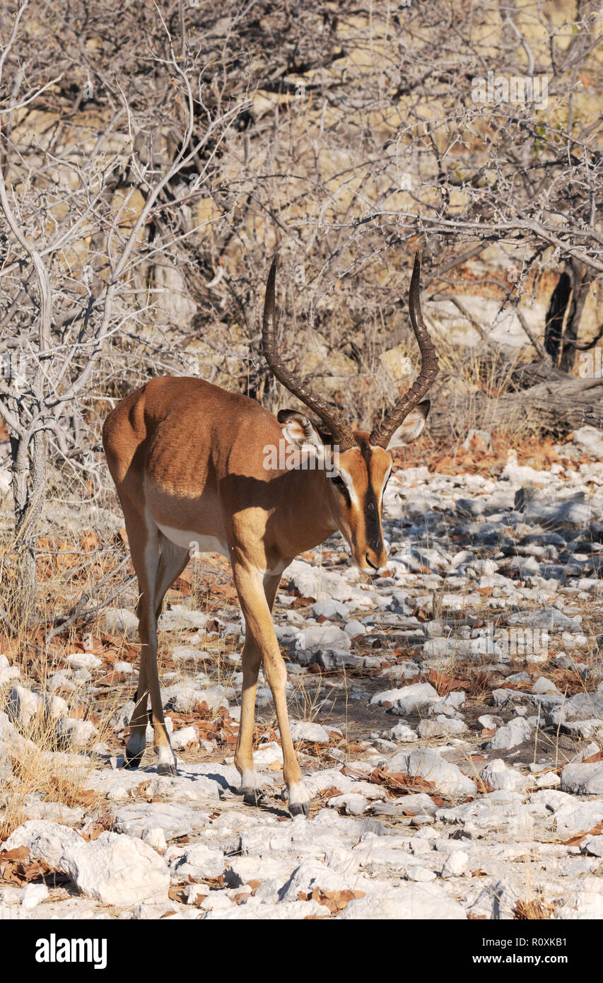 Black faced impala hi-res stock photography and images - Alamy
