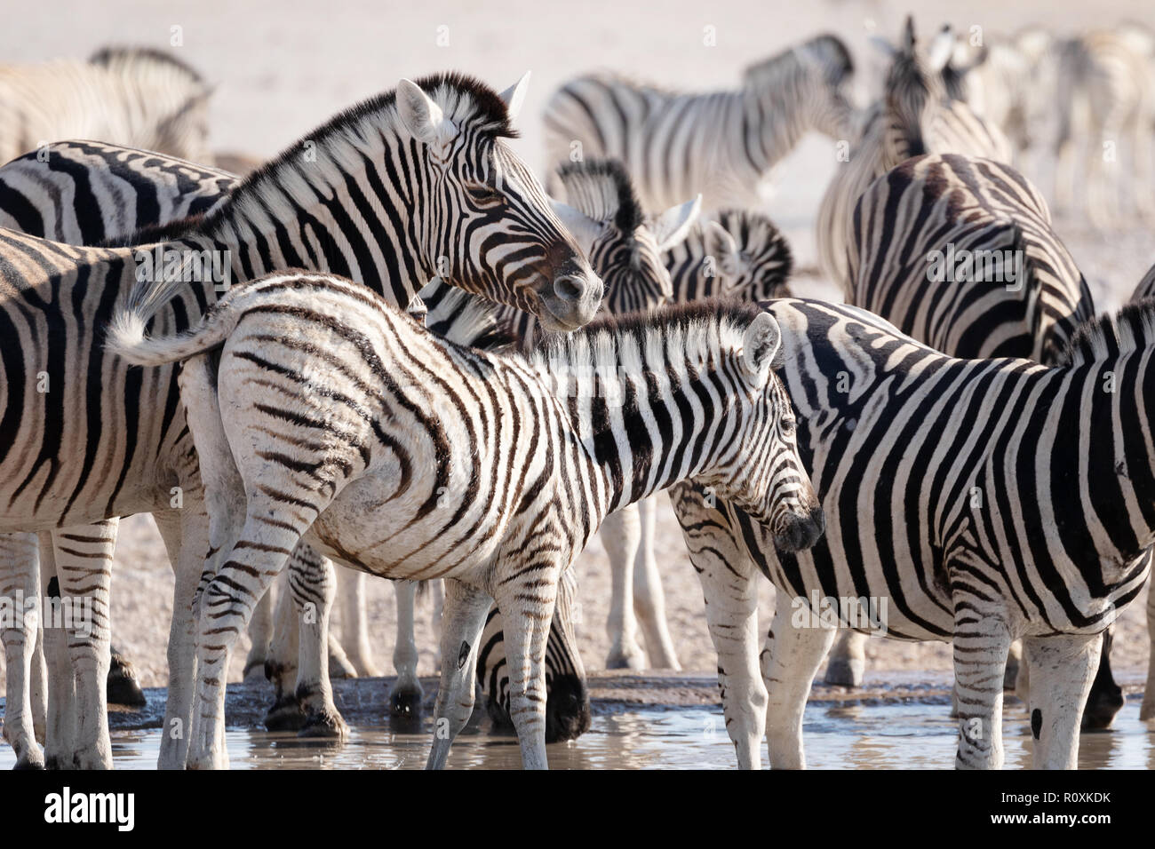 Zebras In Africa