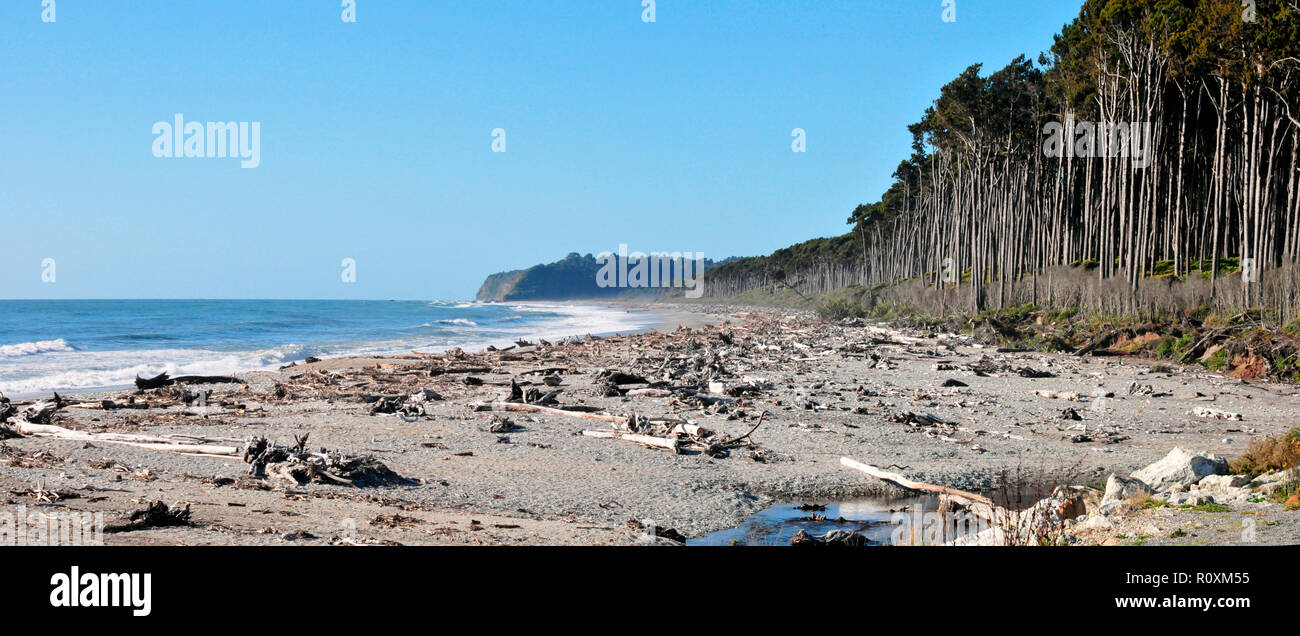Around New Zealand - Panoramic image of Bruce Bay showing the debris on ...