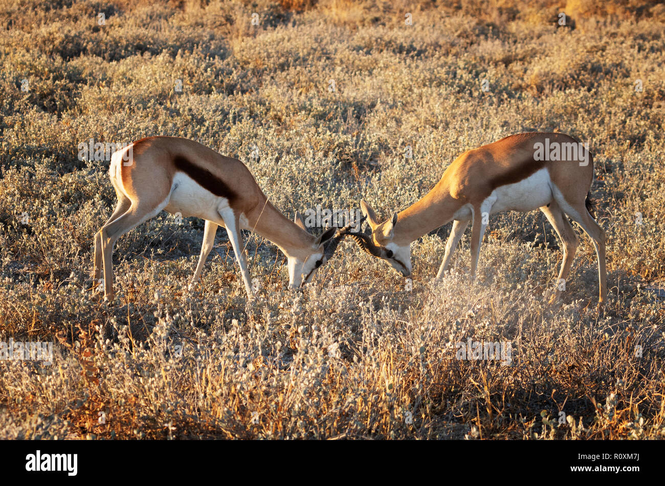 Springbok fighting hi-res stock photography and images - Alamy